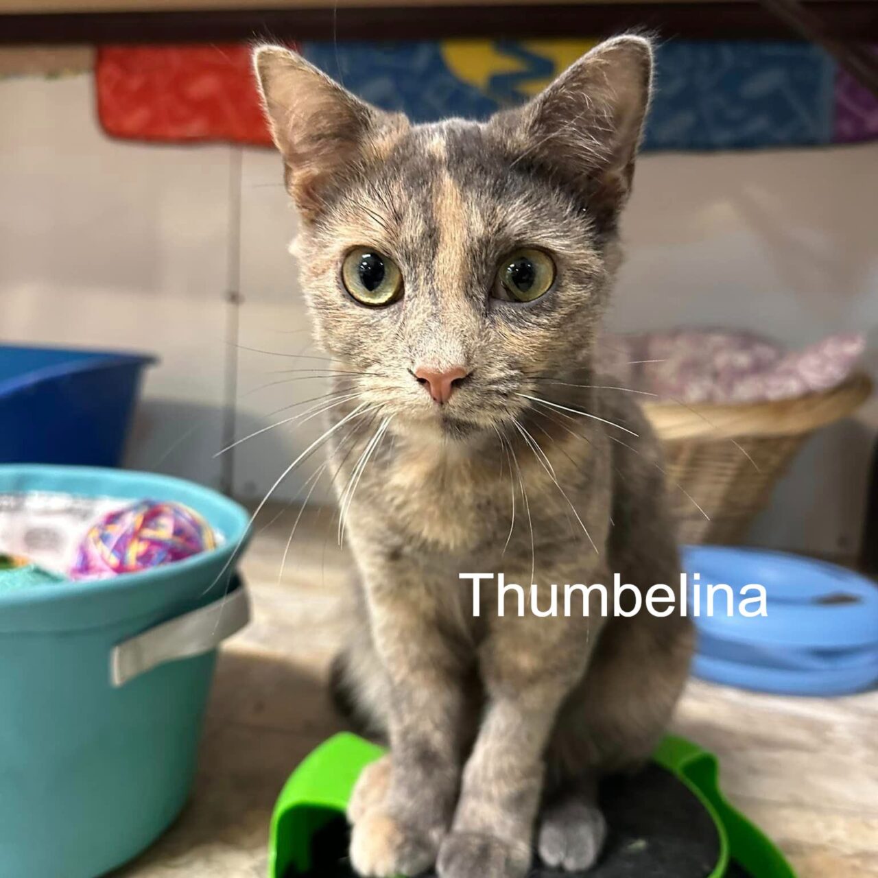Be A Medical Miracle Maker - Thumbelina - House with a Heart