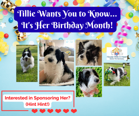 Tillie-Willie Turns 10! - House with a Heart